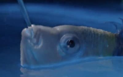 THE LITTLE MERMAID TV Spot Teases Ariel's New Song And Gives Us A First ...